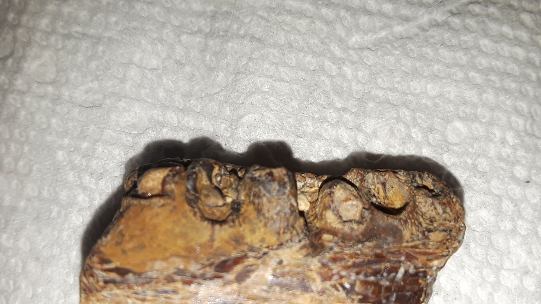 Jaw Piece Identification - Fossil ID - The Fossil Forum