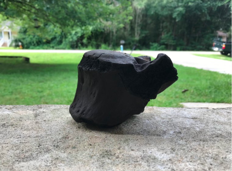 Fossil Bonanza! Wolf tooth, bison vert, camel and more!! - Fossil ...