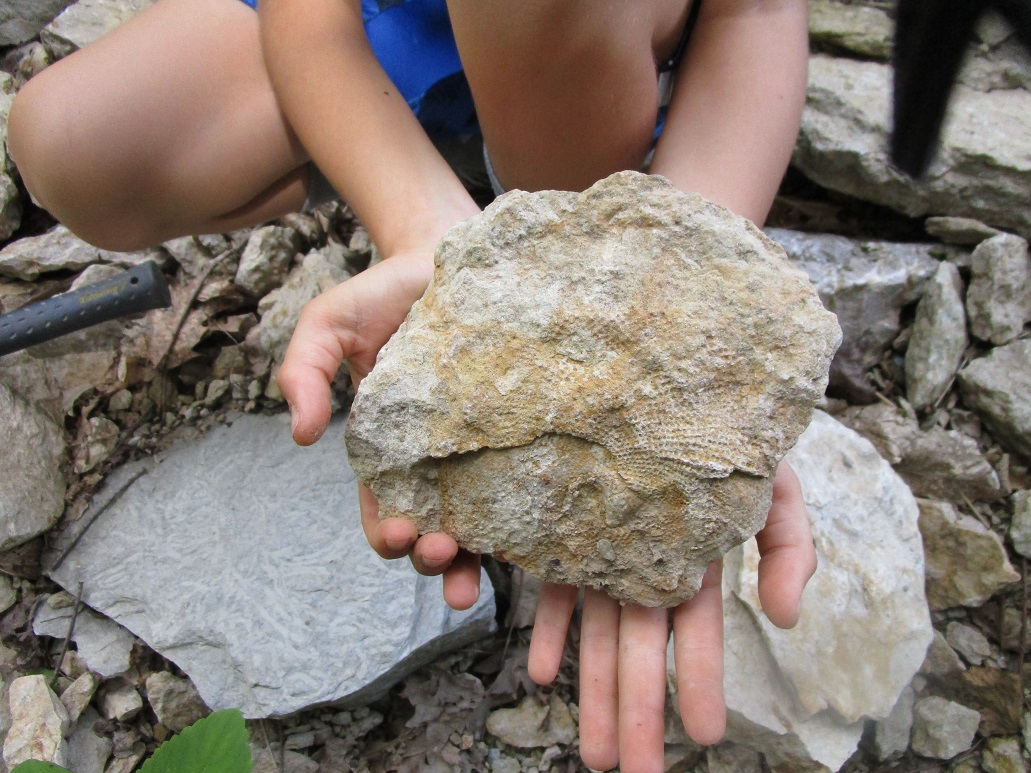 Receptaculites Renamed Fisherite Oweni? - General Fossil Discussion ...