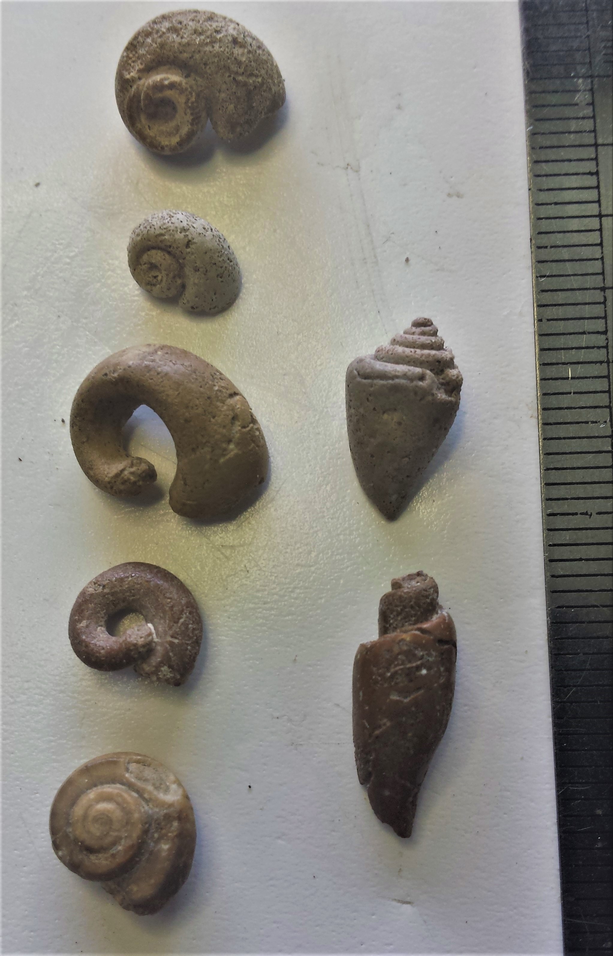 Snails ID request - Fossil ID - The Fossil Forum