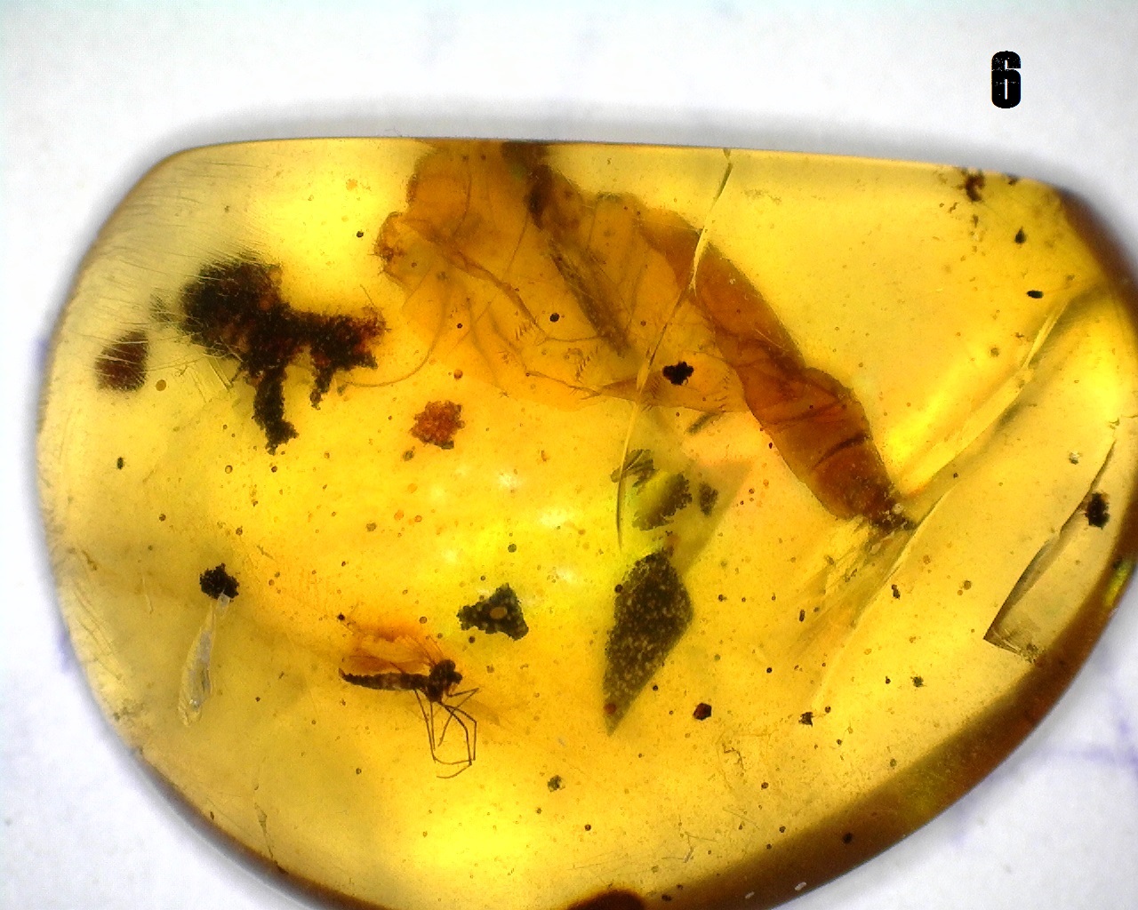 Skin molt in amber? - Fossil ID - The Fossil Forum