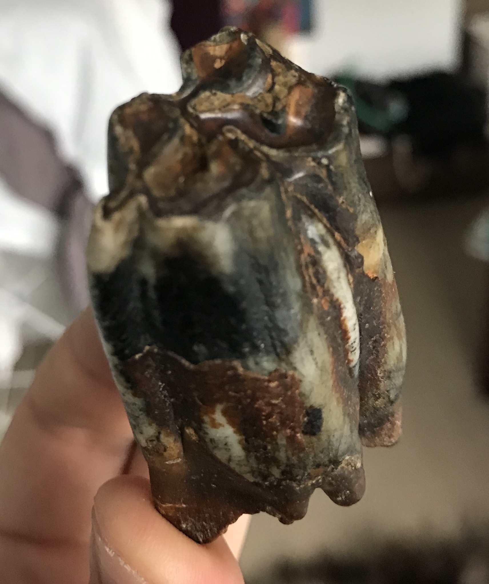 ancient bison or just cow tooth in London Thames - Fossil ID - The ...