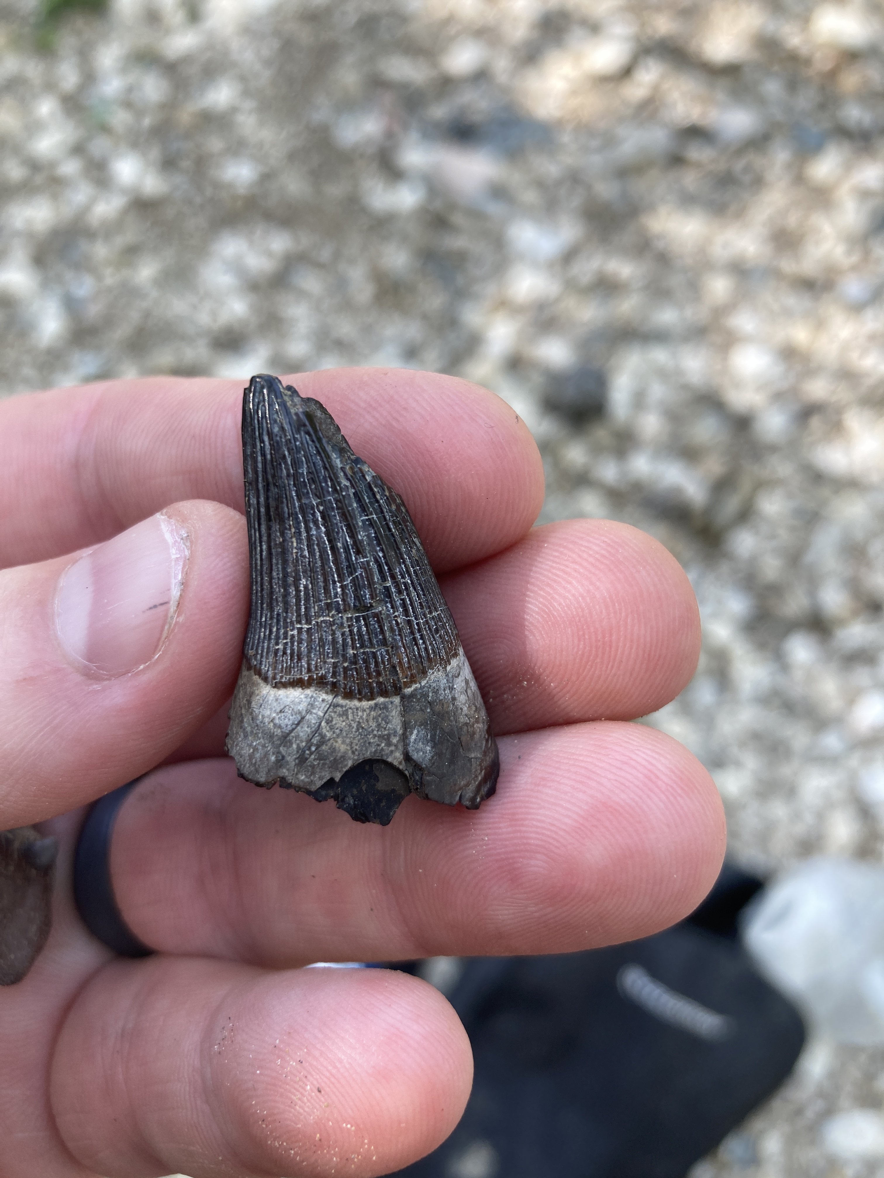 Legendary Week - Fossil Hunting Trips - The Fossil Forum