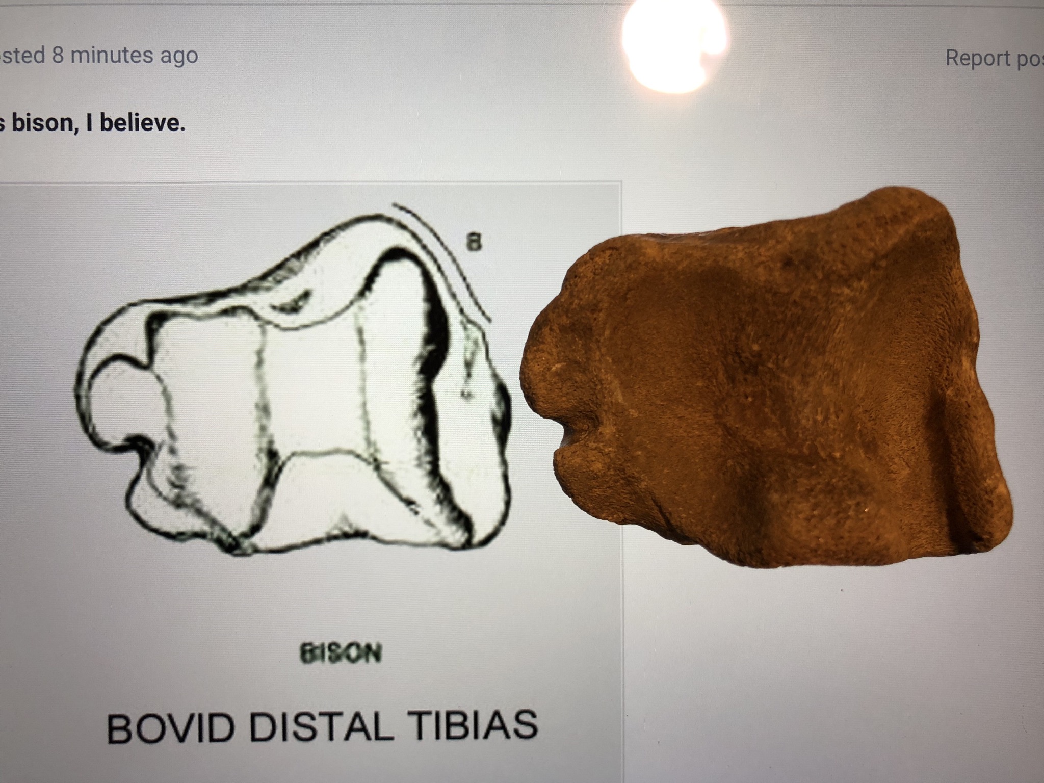 Bone found, odd shape and color - Fossil ID - The Fossil Forum