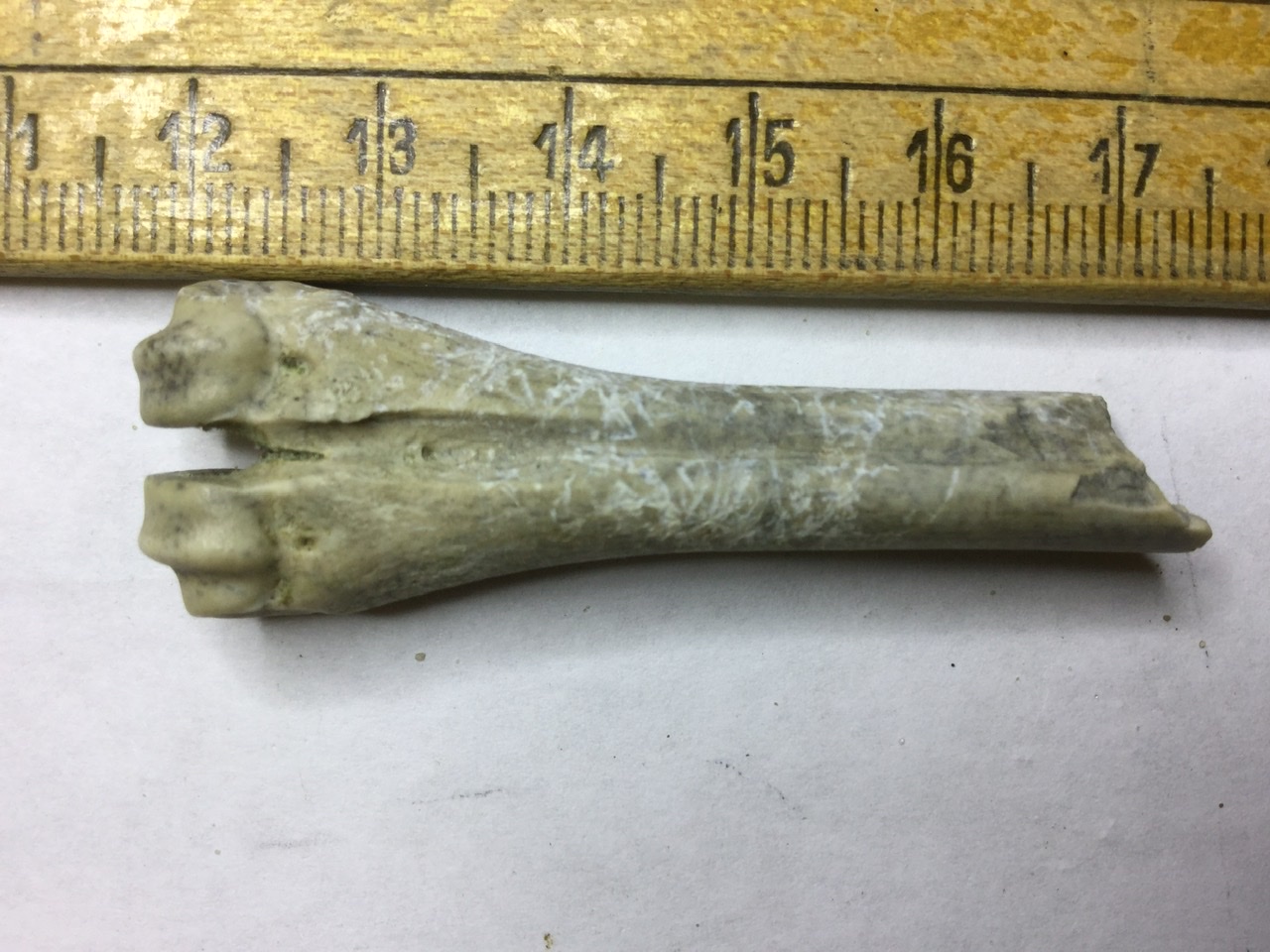 Two small bones found together - Fossil ID - The Fossil Forum