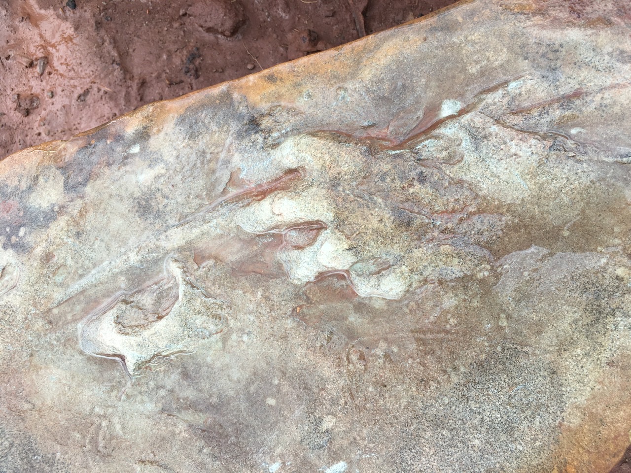 Strange footprint - Member Collections - The Fossil Forum