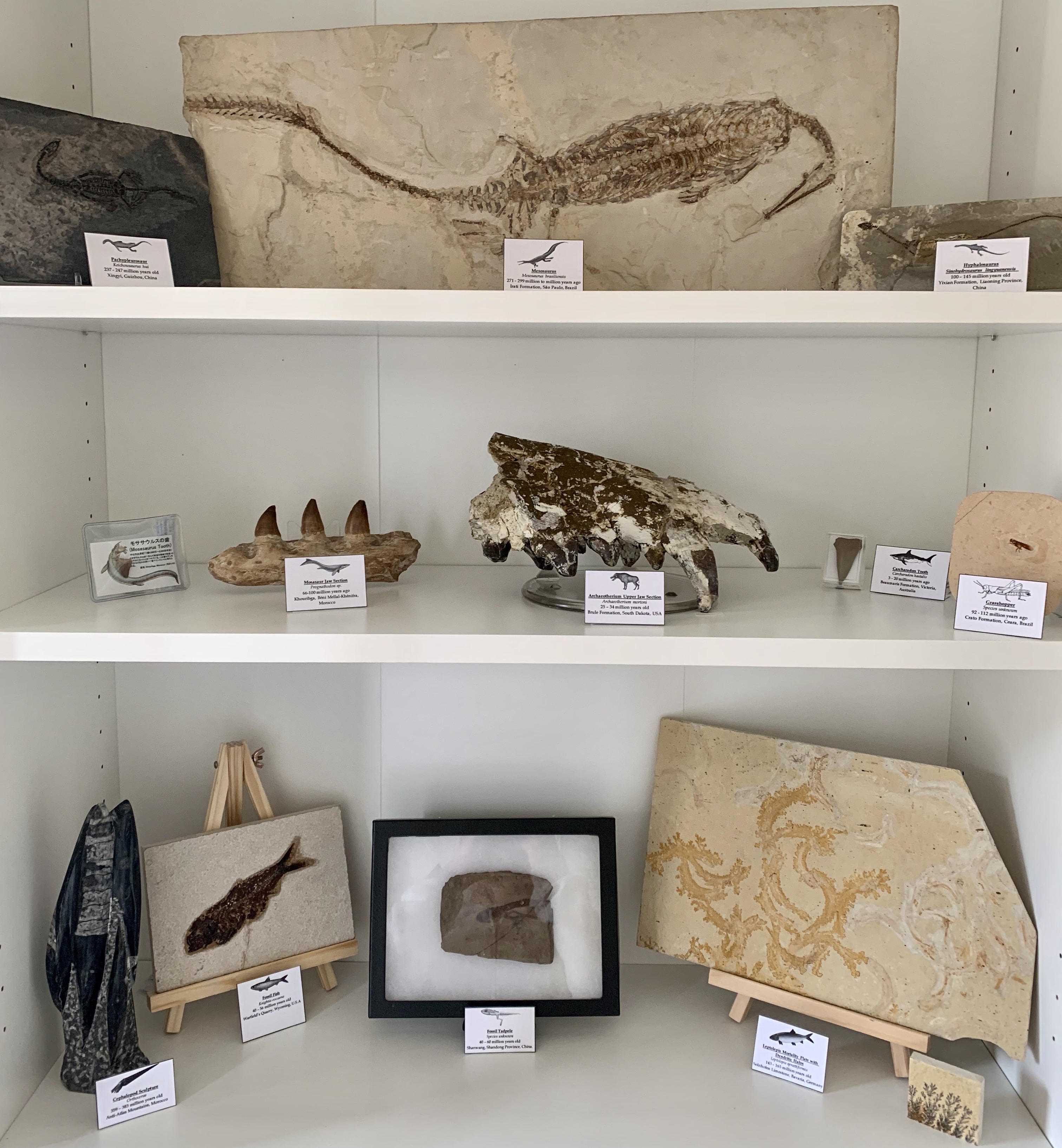 Finally finished my fossil display shelves! - Member Collections - The ...