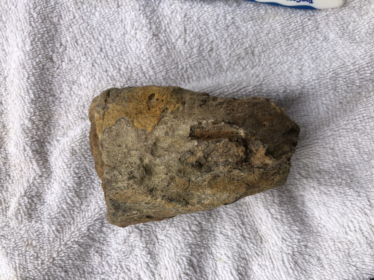 Lance Formation Bone - Fossil ID - The Fossil Forum