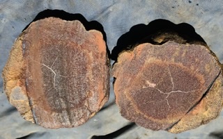 Round, bumpy rock needs an ID - Fossil ID - The Fossil Forum