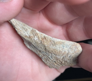 Bone with marks - Fossil ID - The Fossil Forum