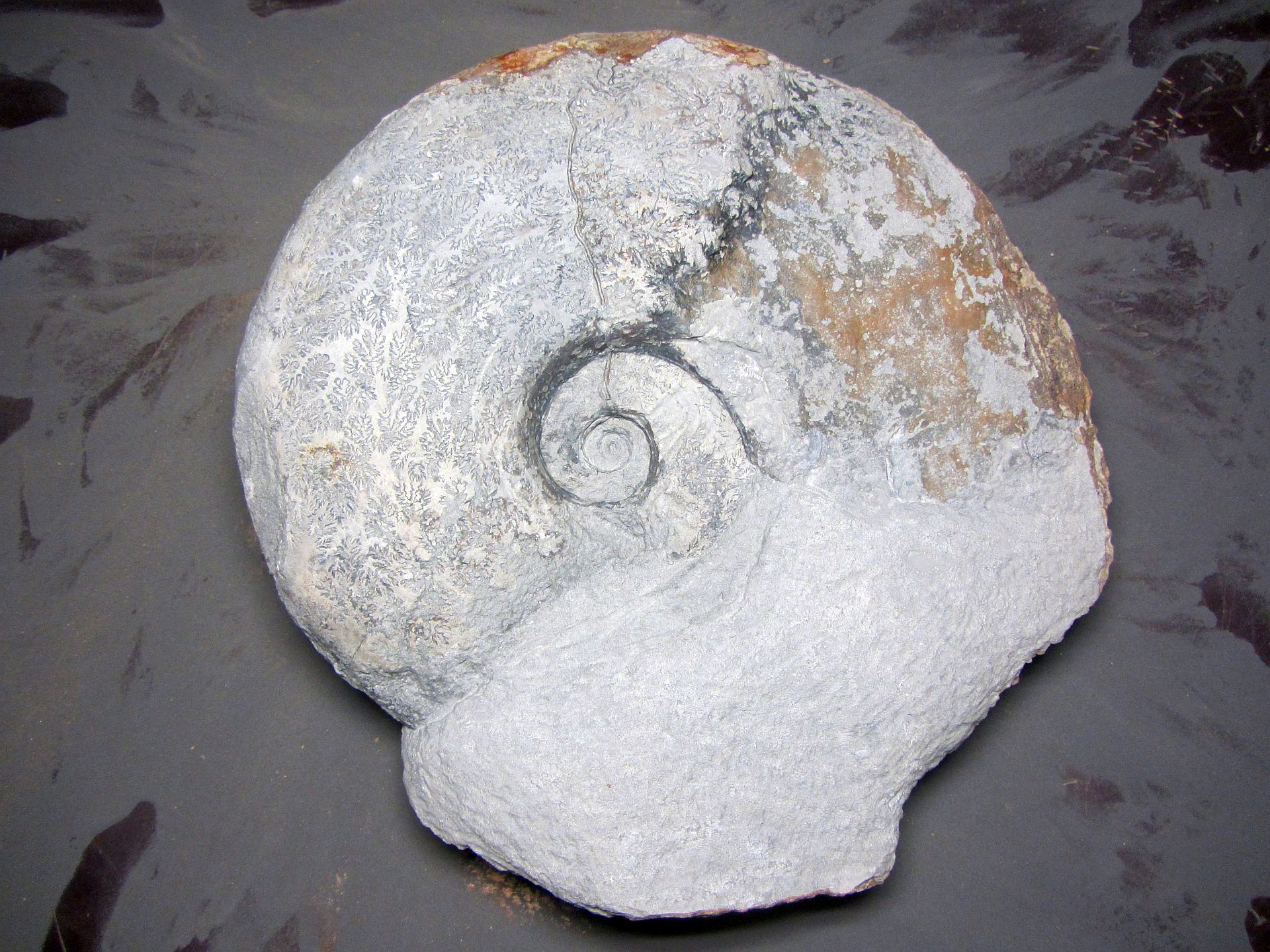 How to save a partially crushed ammonite - Fossil Preparation - The ...