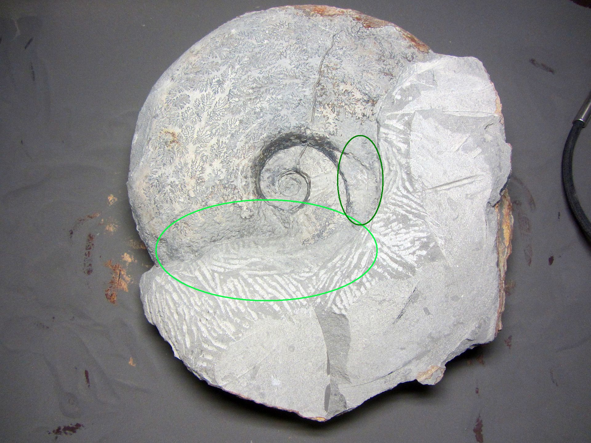 How to save a partially crushed ammonite - Fossil Preparation - The ...