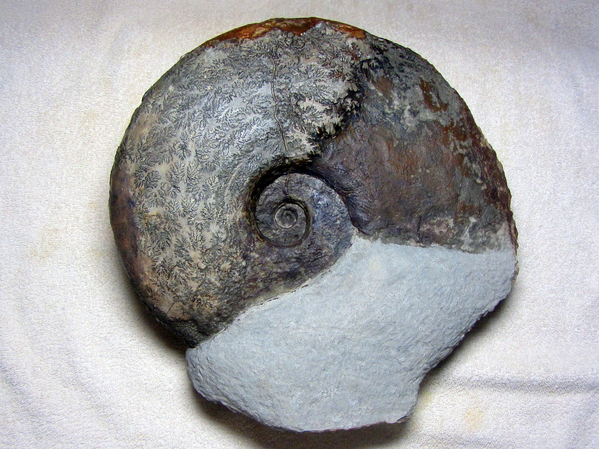 How to save a partially crushed ammonite - Fossil Preparation - The ...