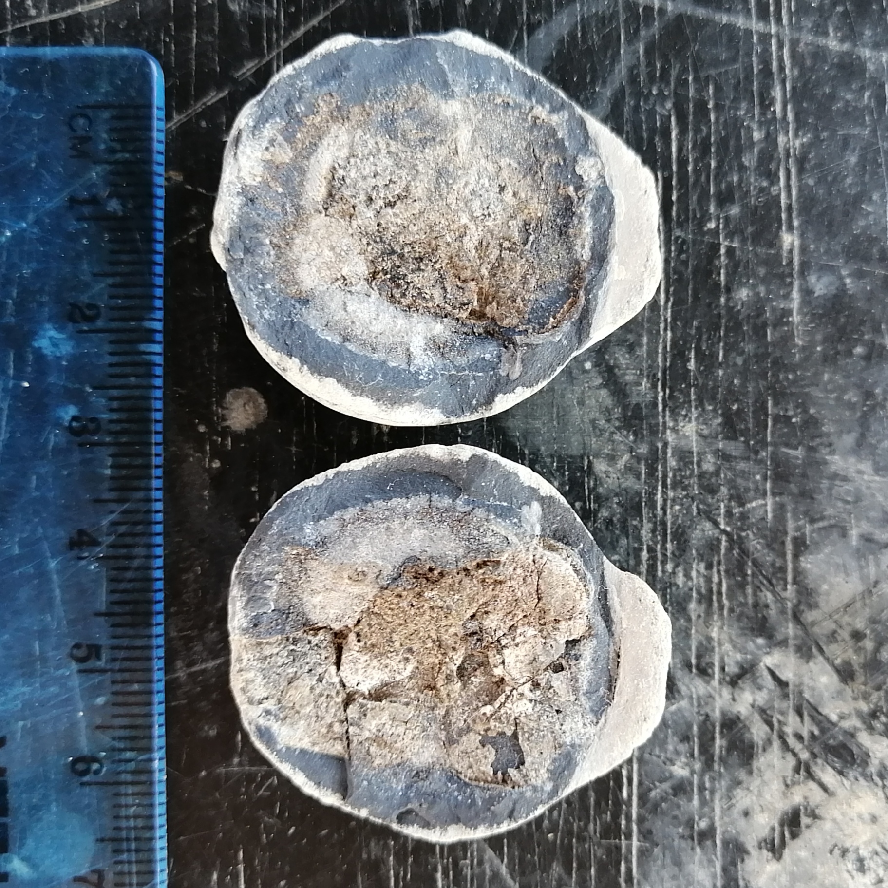 Small concretion, what's inside? - Fossil ID - The Fossil Forum