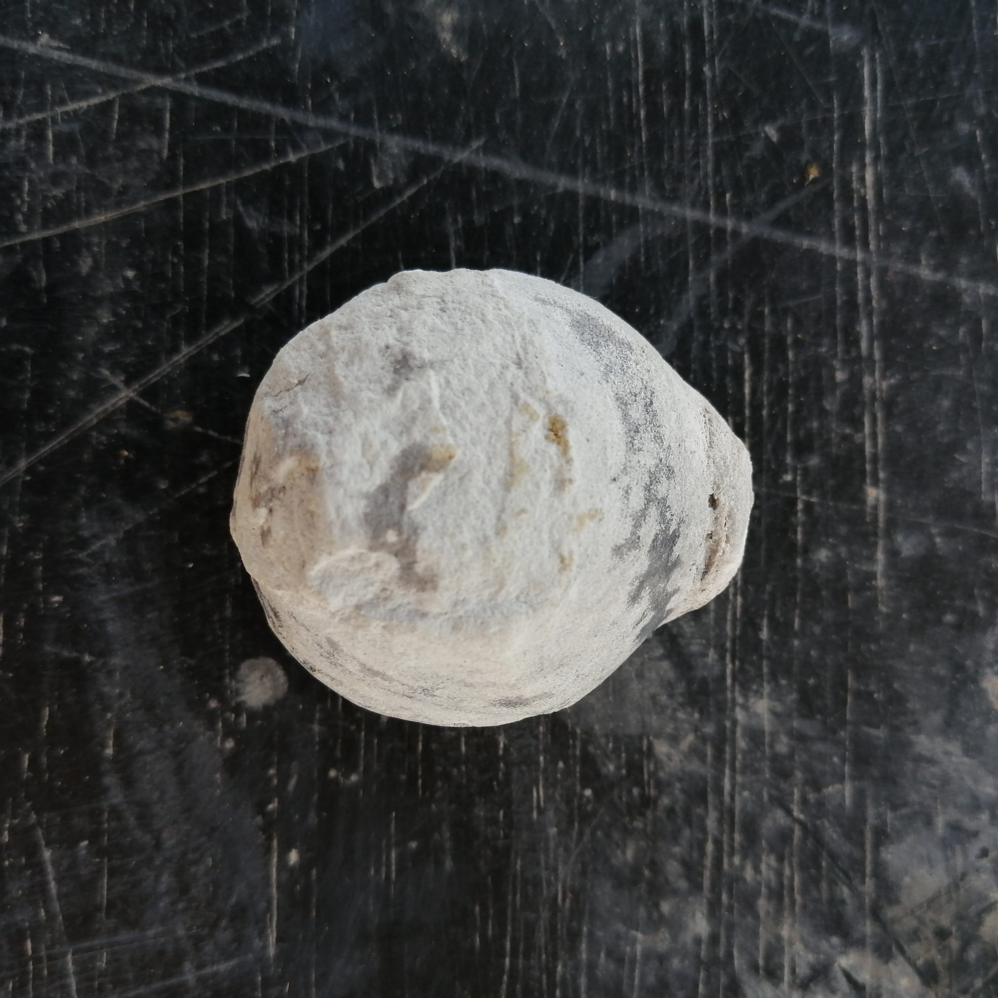 Small concretion, what's inside? - Fossil ID - The Fossil Forum
