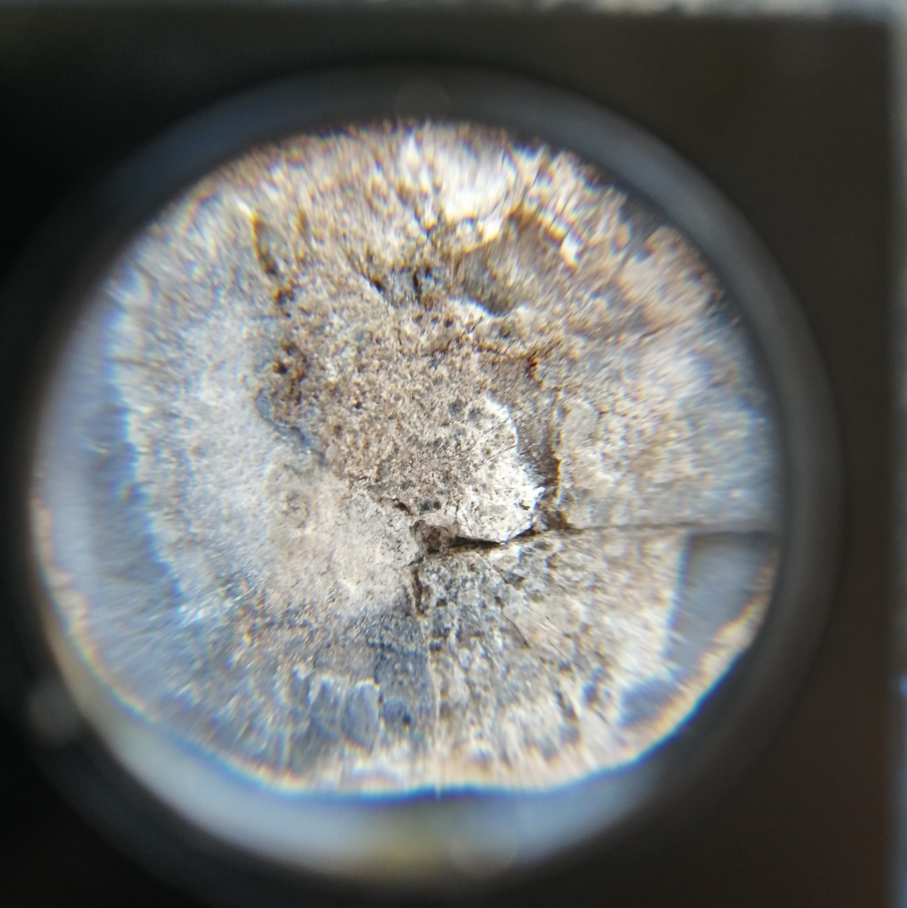 Small concretion, what's inside? - Fossil ID - The Fossil Forum