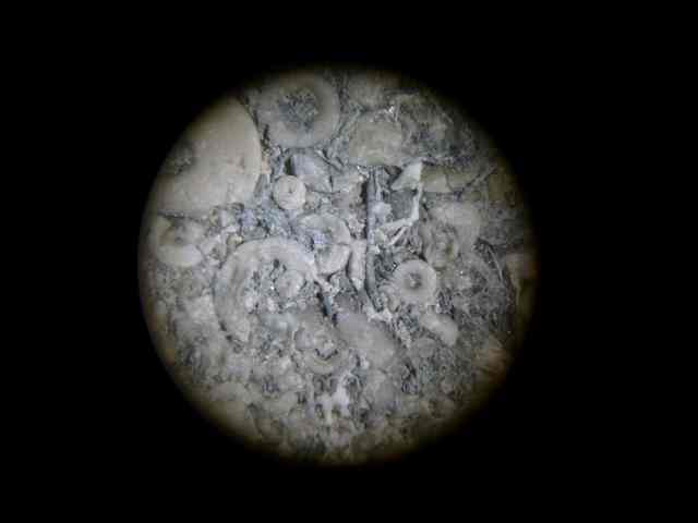 Microscope - Collecting Gear - The Fossil Forum