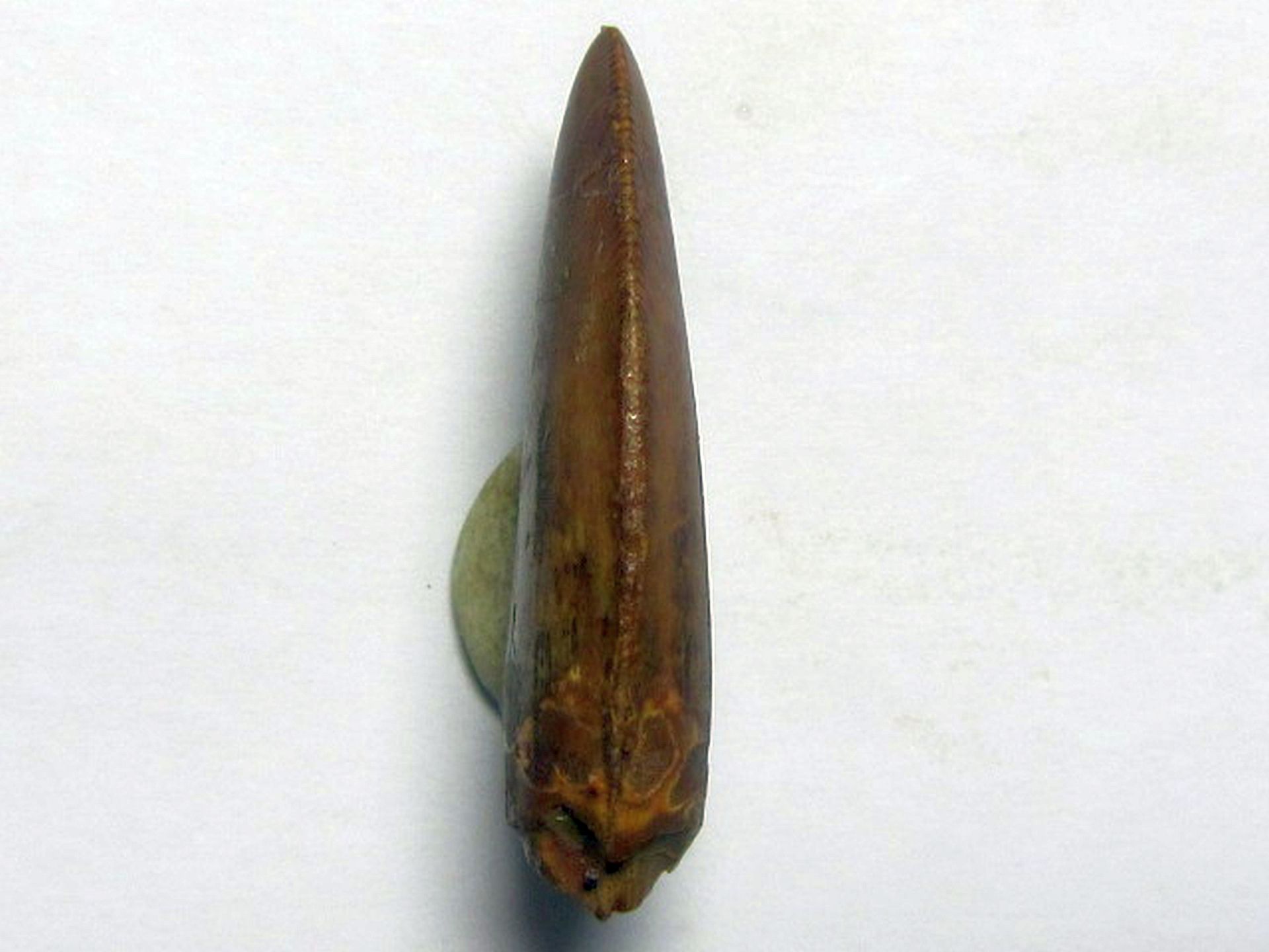 Could this be a Deltadromeus tooth? - Fossil ID - The Fossil Forum