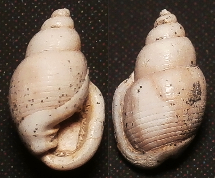 Gastropod - Styrian Basin, Austria (Langhian - Miocene) - Fossil ID ...