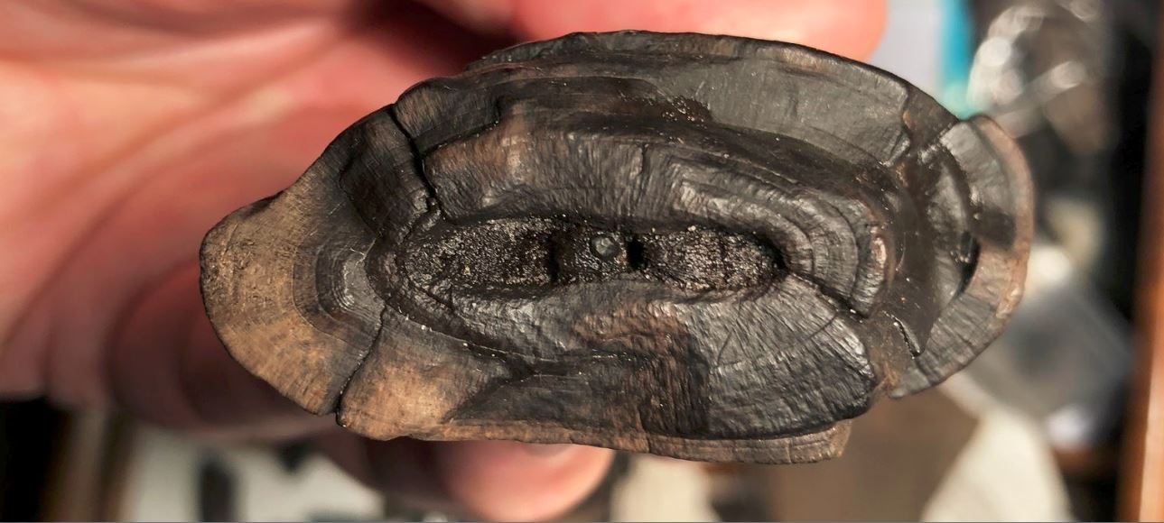 Tusk? - Fossil ID - The Fossil Forum