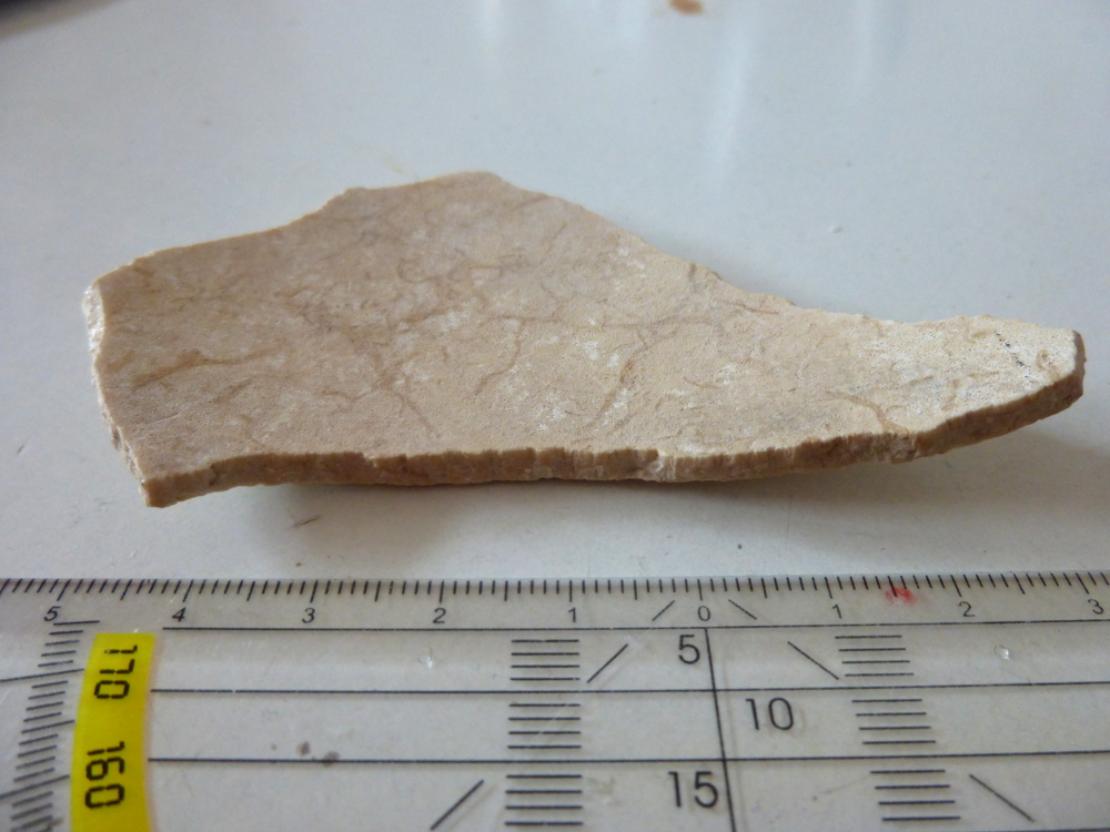 Veins? - Fossil ID - The Fossil Forum
