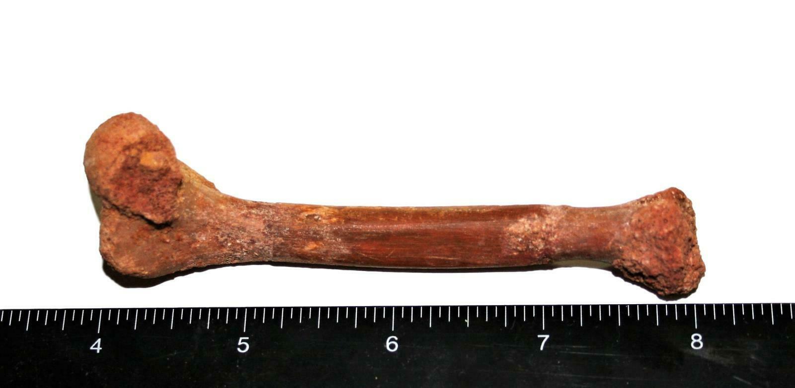 What bone? - Fossil ID - The Fossil Forum