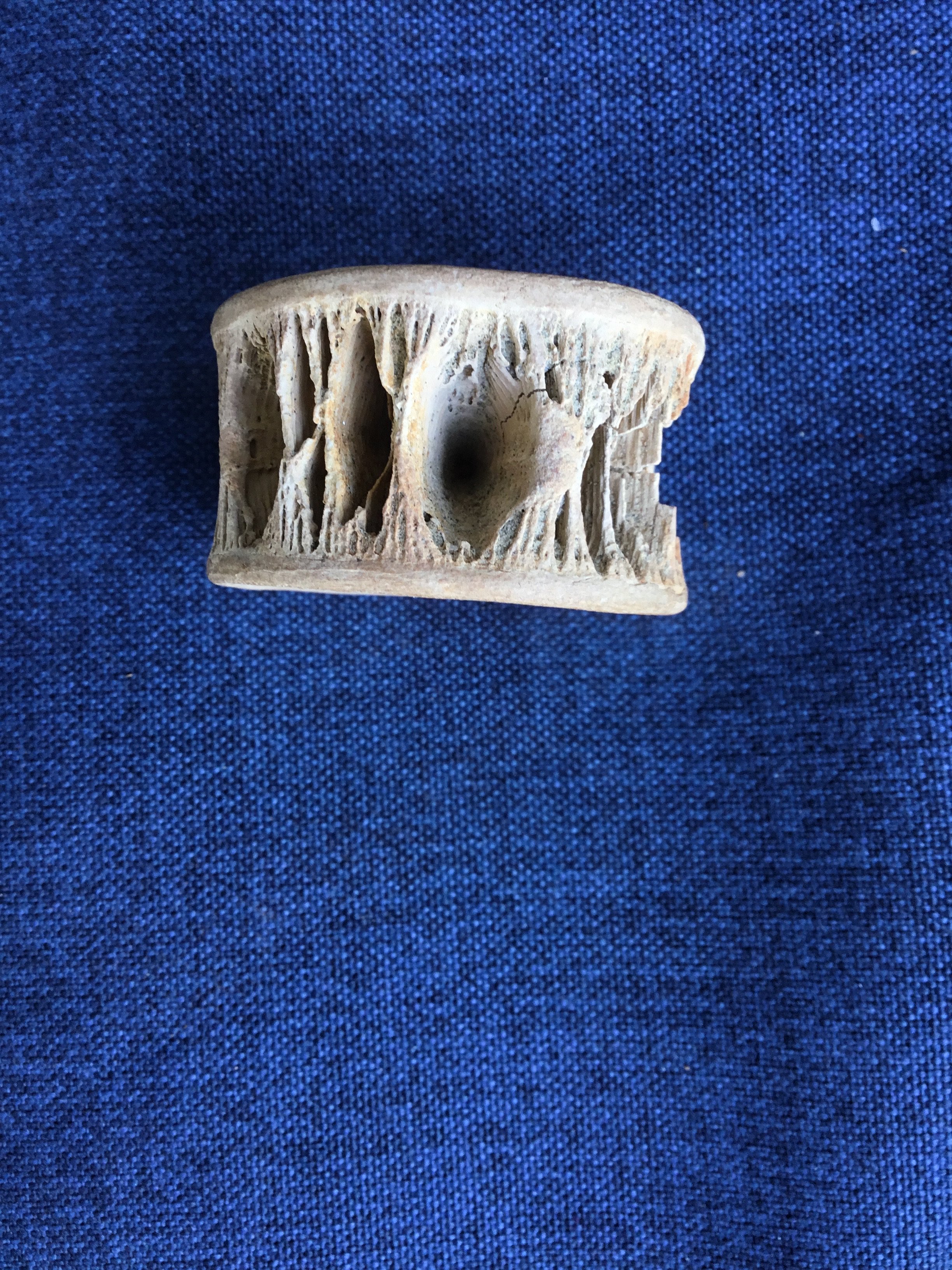 Fish/shark vertebrae ? - Fossil ID - The Fossil Forum