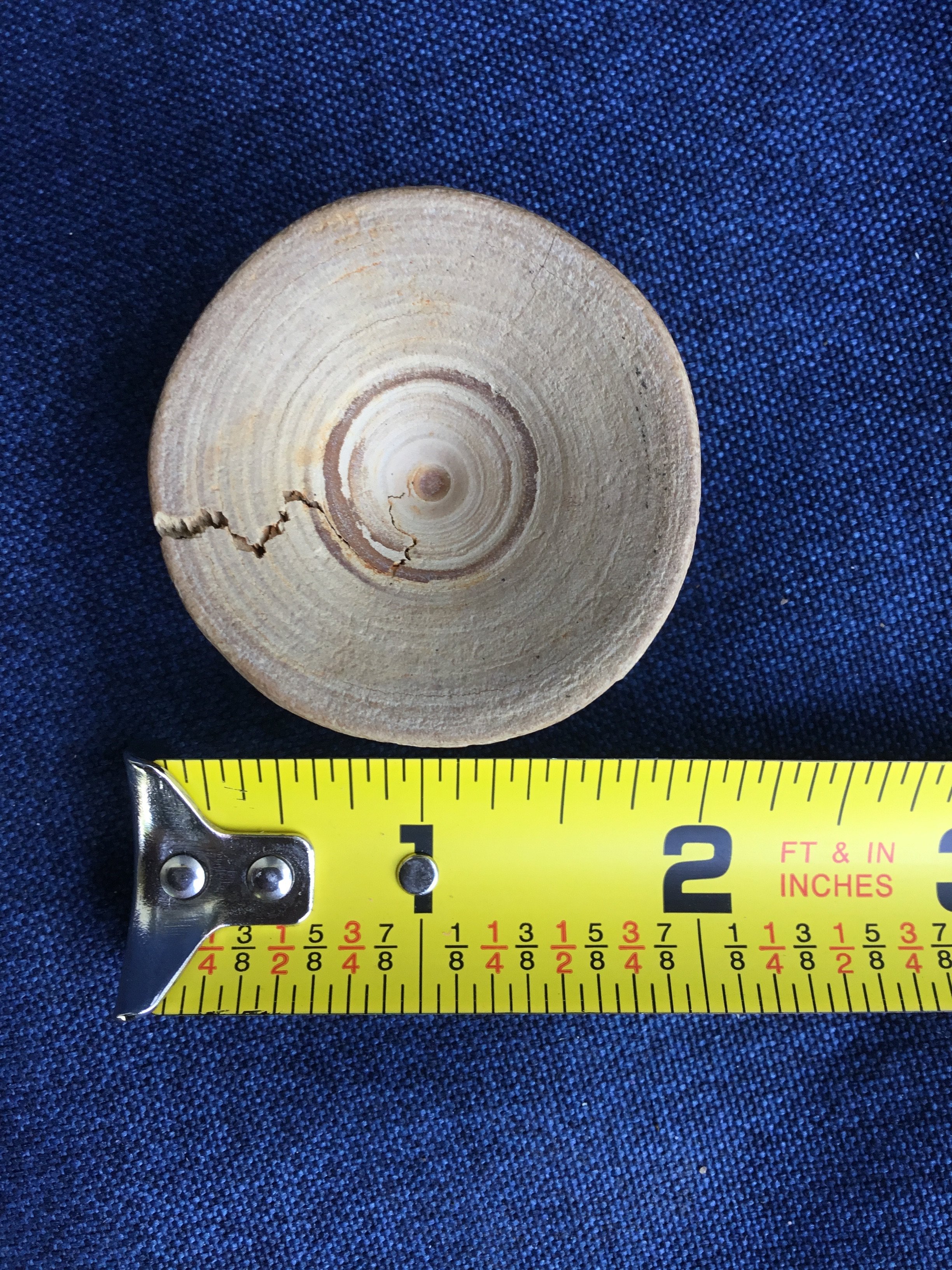 Fish/shark vertebrae ? - Fossil ID - The Fossil Forum
