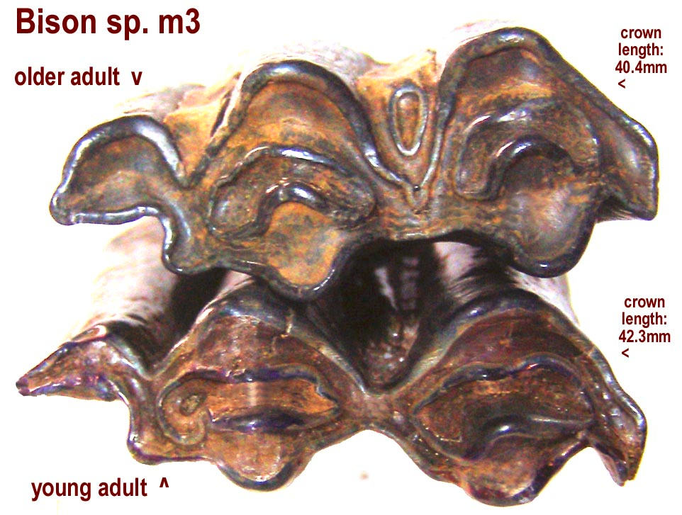 ancient bison or just cow tooth in London Thames - Fossil ID - The ...