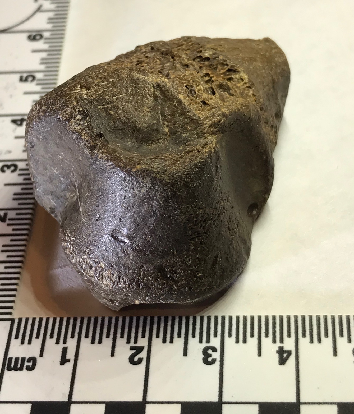Unknown joint end of bone Fossil ID - Fossil ID - The Fossil Forum
