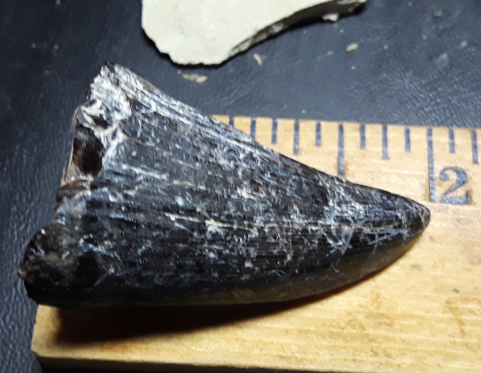 Tylosaurus Tooth - Member Collections - The Fossil Forum