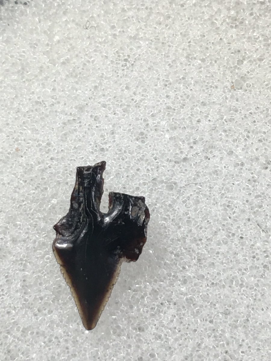 Odd and Rare Shark Teeth - The Fossil Forum