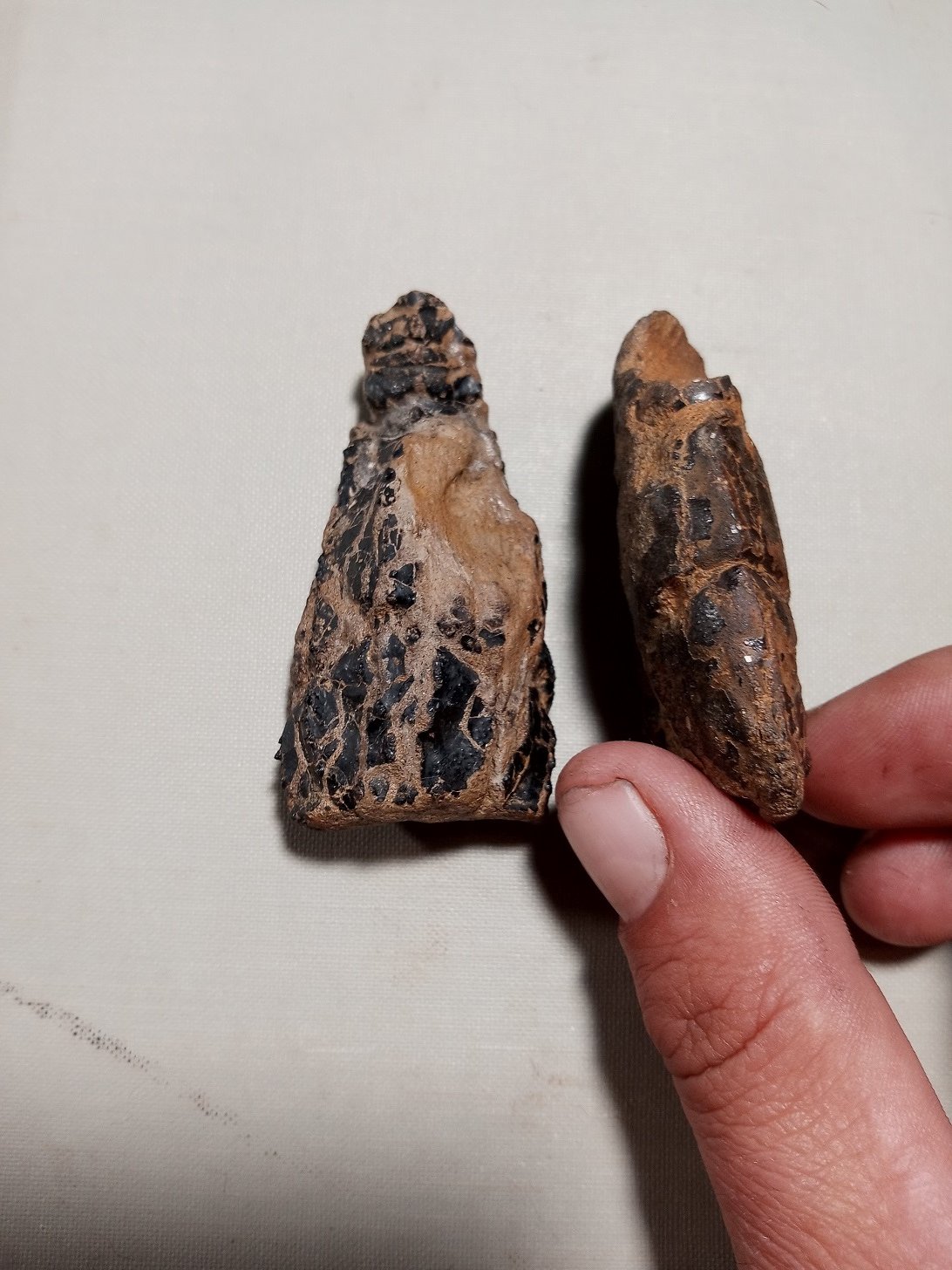 Cretaceous NJ ID help (crustacean and tooth/spine) - Fossil ID - The ...