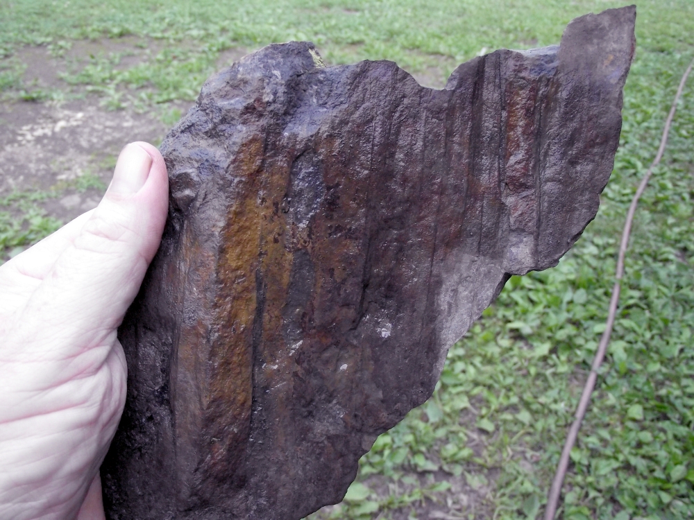 Conularid - Fossil Hunting Trips - The Fossil Forum