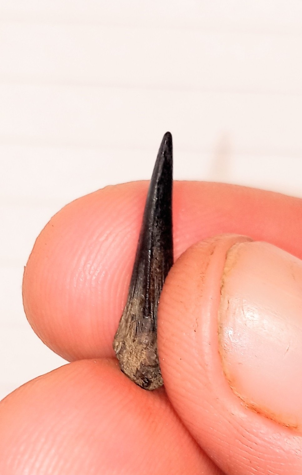 Cretaceous NJ ID help (crustacean and tooth/spine) - Fossil ID - The ...
