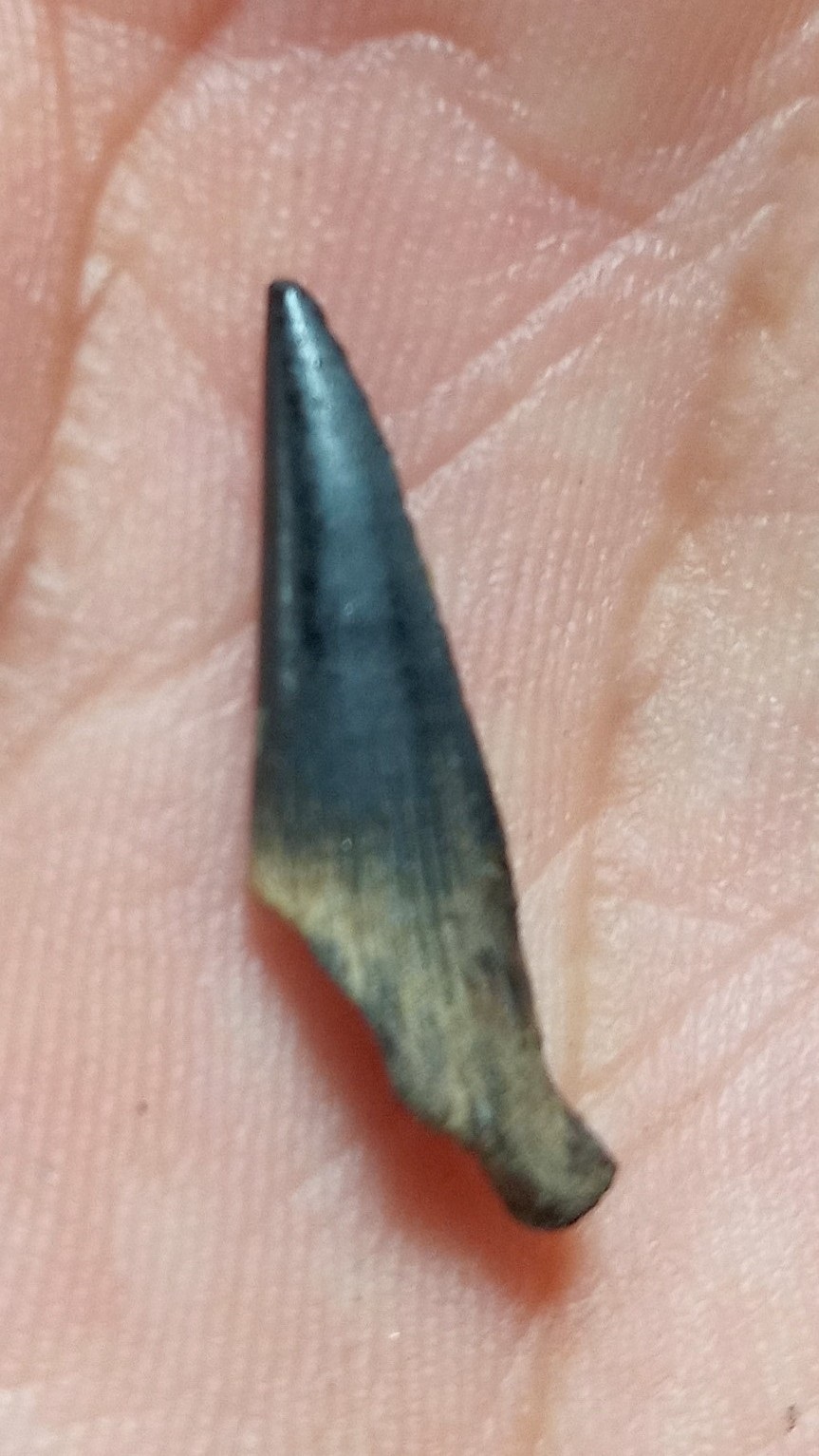 Cretaceous NJ ID help (crustacean and tooth/spine) - Fossil ID - The ...