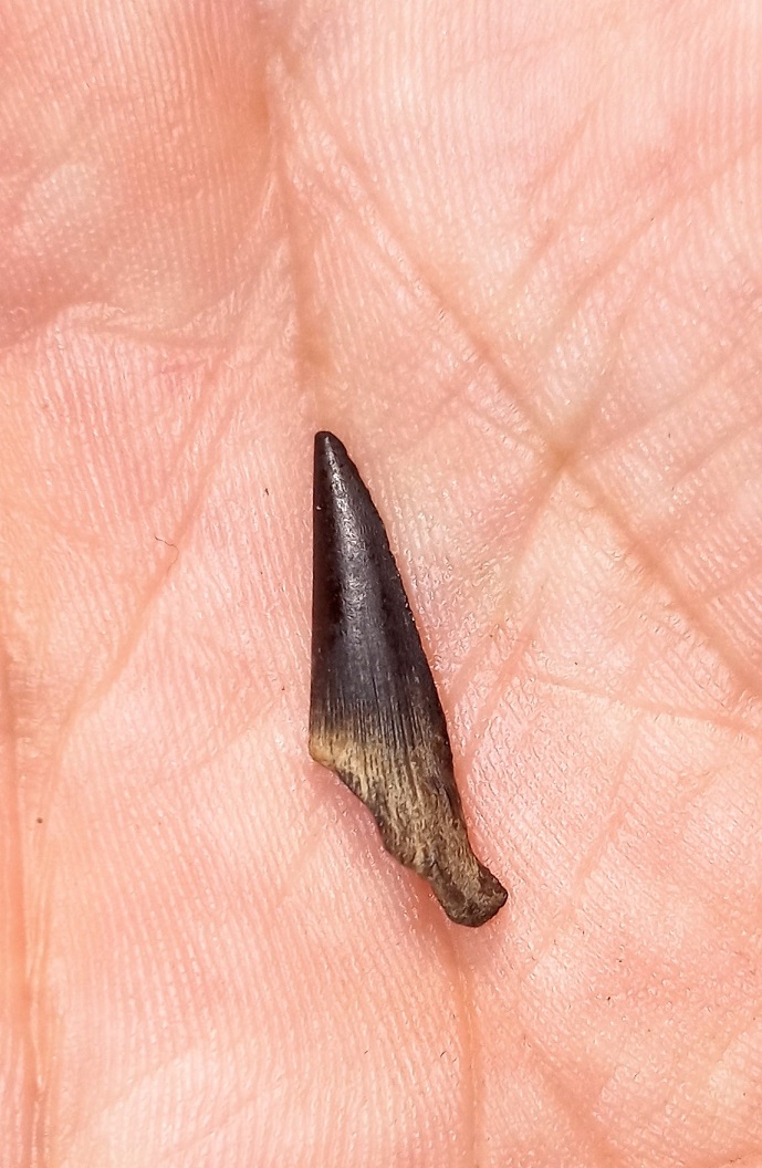 Cretaceous NJ ID help (crustacean and tooth/spine) - Fossil ID - The ...