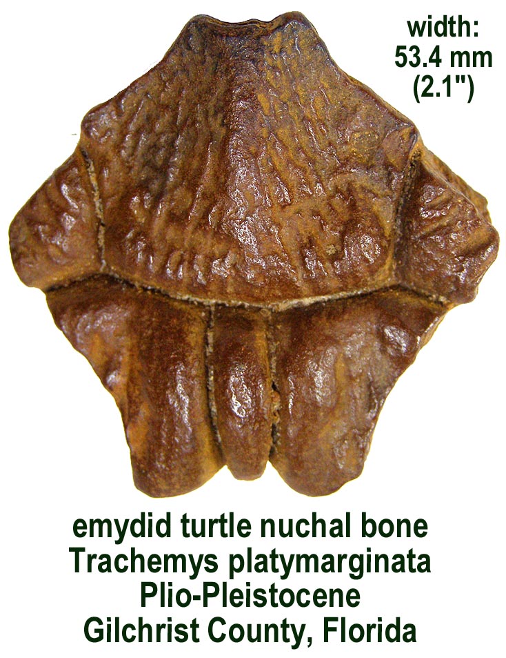 Turtle Nuchal Bone - Fossil ID - The Fossil Forum