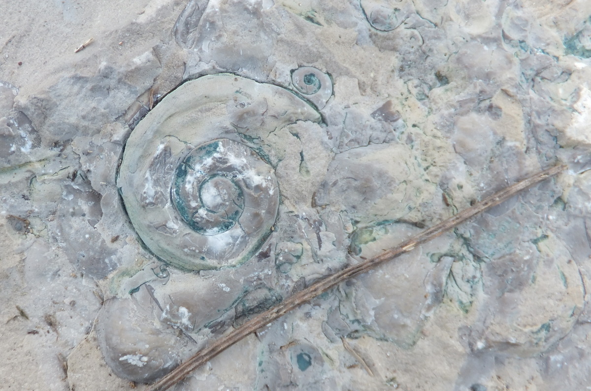Ordovician Fossils in Ontario Gull River Formation "Armour Stone ...