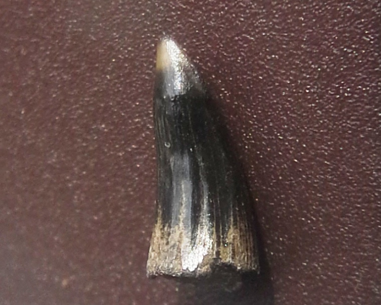 Jurassic fish (?) tooth for ID - Fossil ID - The Fossil Forum