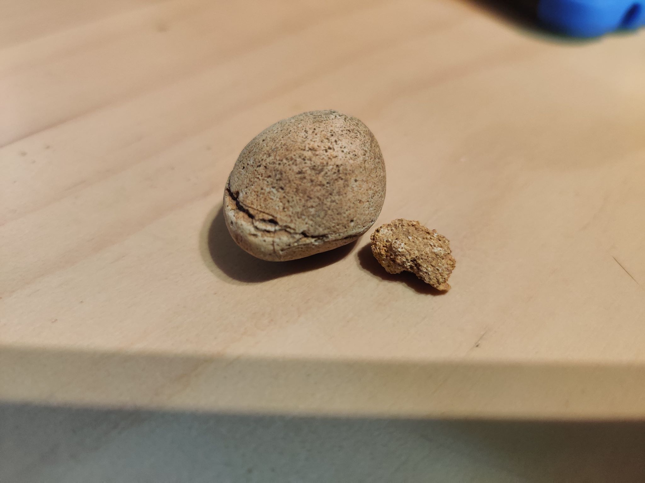 fossilised nut? - Fossil ID - The Fossil Forum