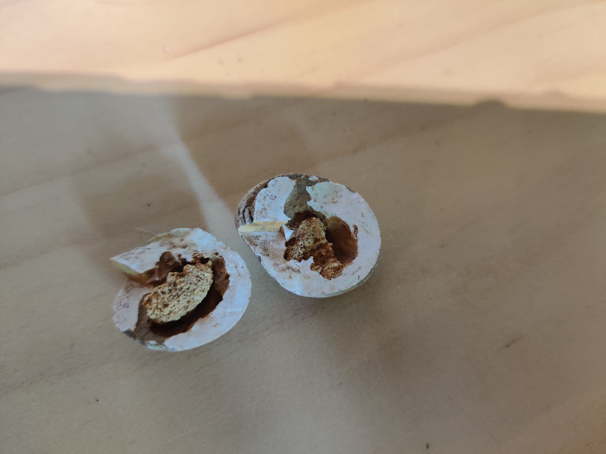 fossilised nut? - Fossil ID - The Fossil Forum