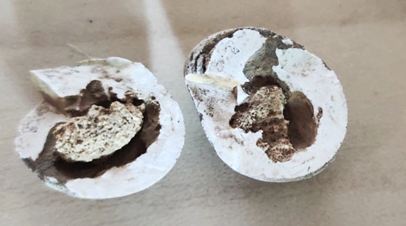 fossilised nut? - Fossil ID - The Fossil Forum