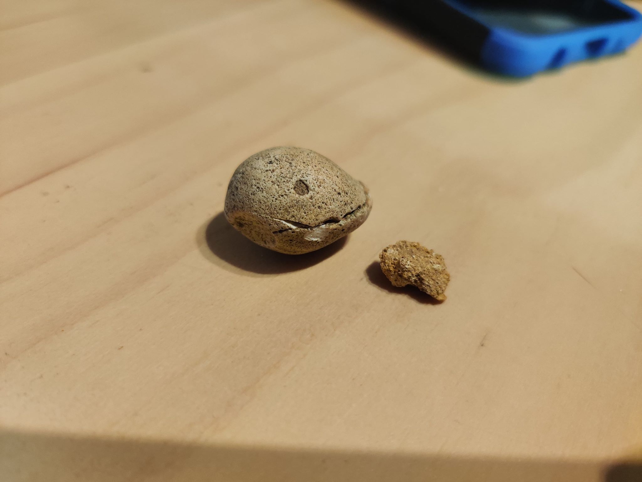 fossilised nut? - Fossil ID - The Fossil Forum
