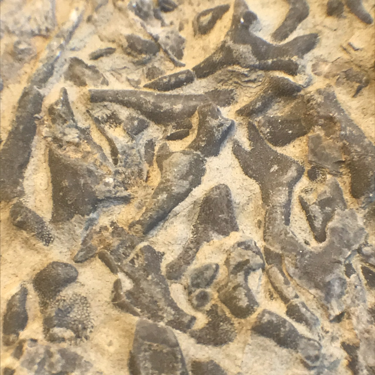 Eastern TN thalassinoides (fossil burrows)? - Fossil ID - The Fossil Forum