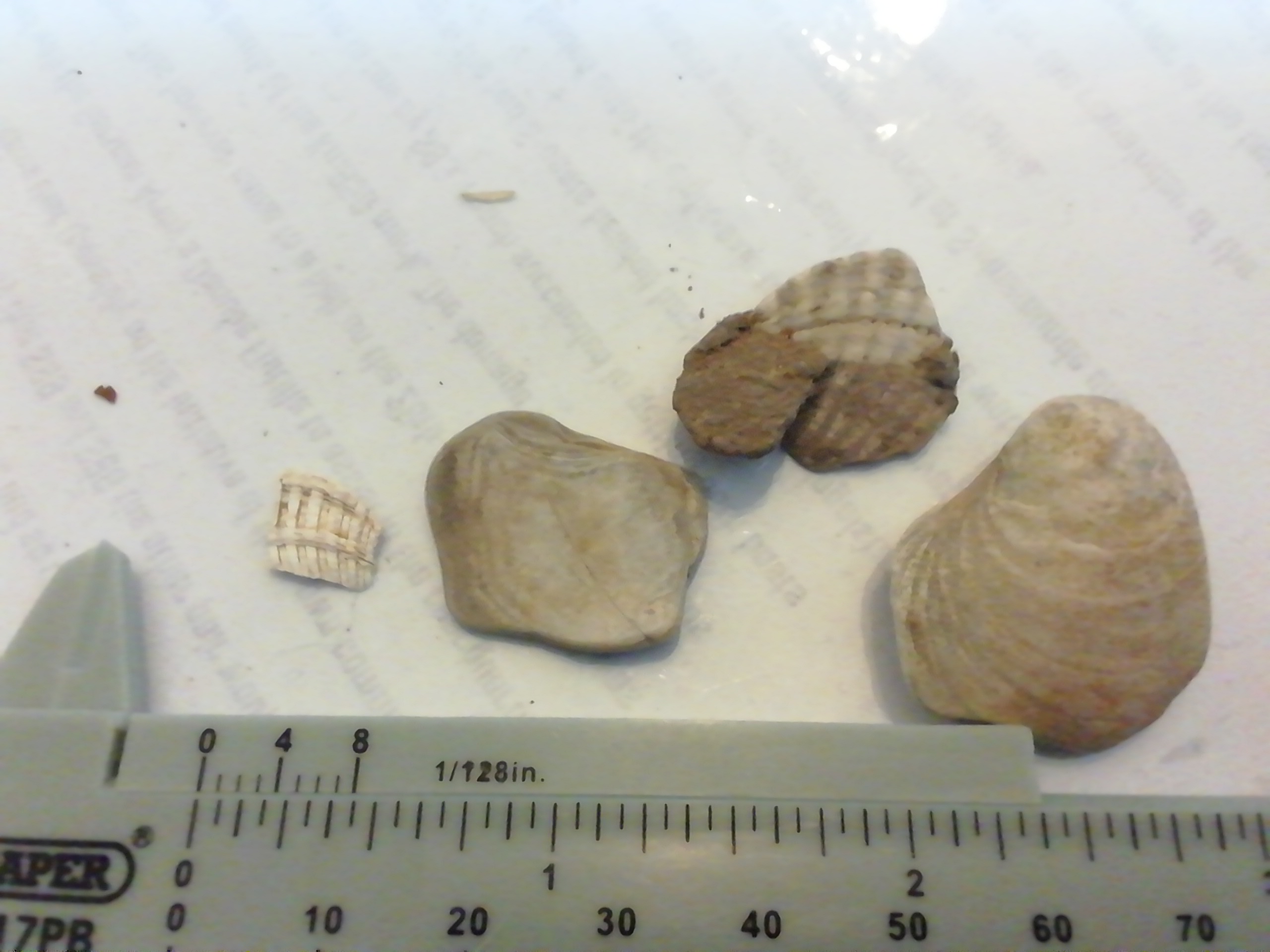 Happisburgh and East Runton - Fossil Hunting Trips - The Fossil Forum