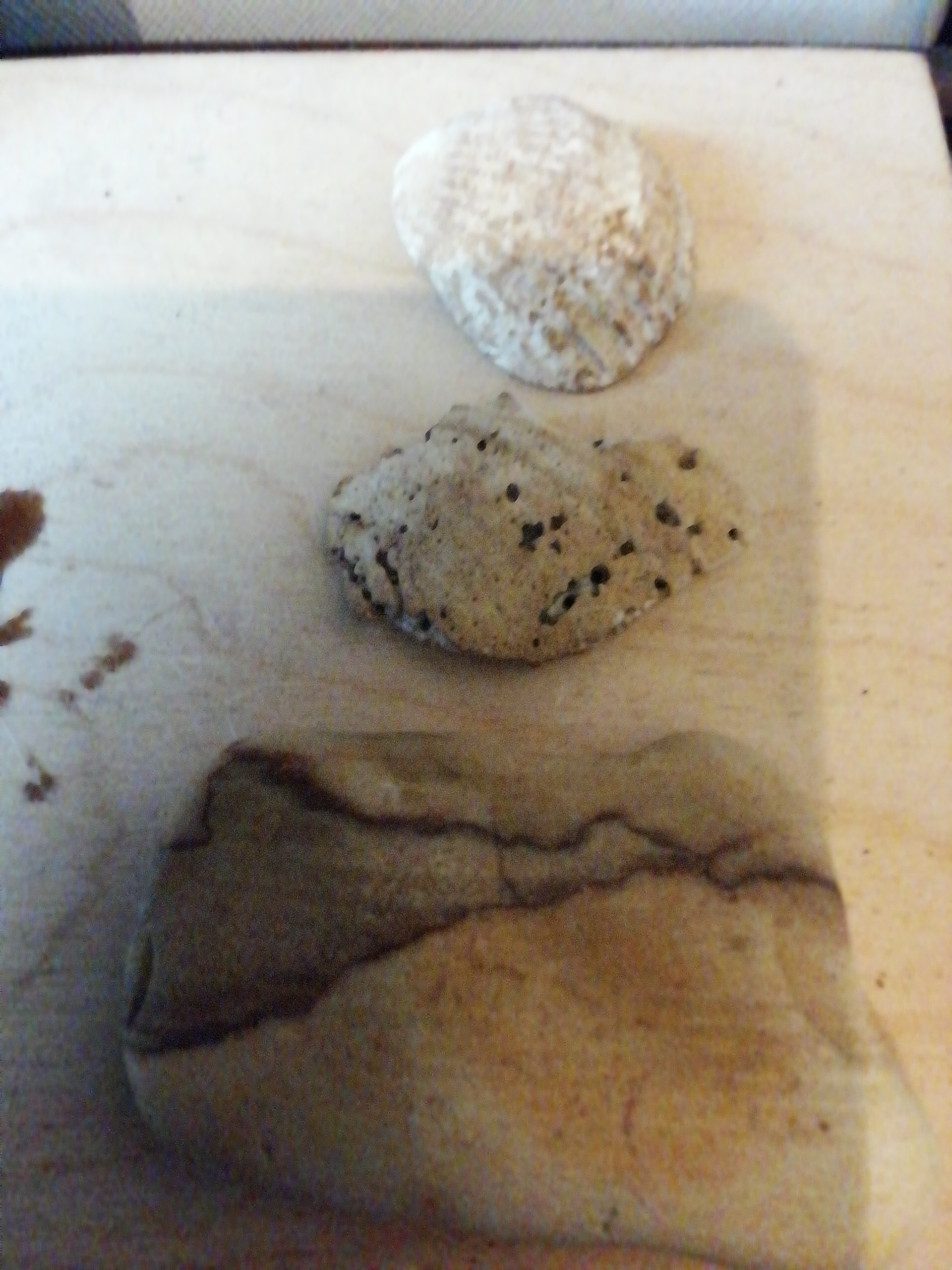 Happisburgh and East Runton - Fossil Hunting Trips - The Fossil Forum