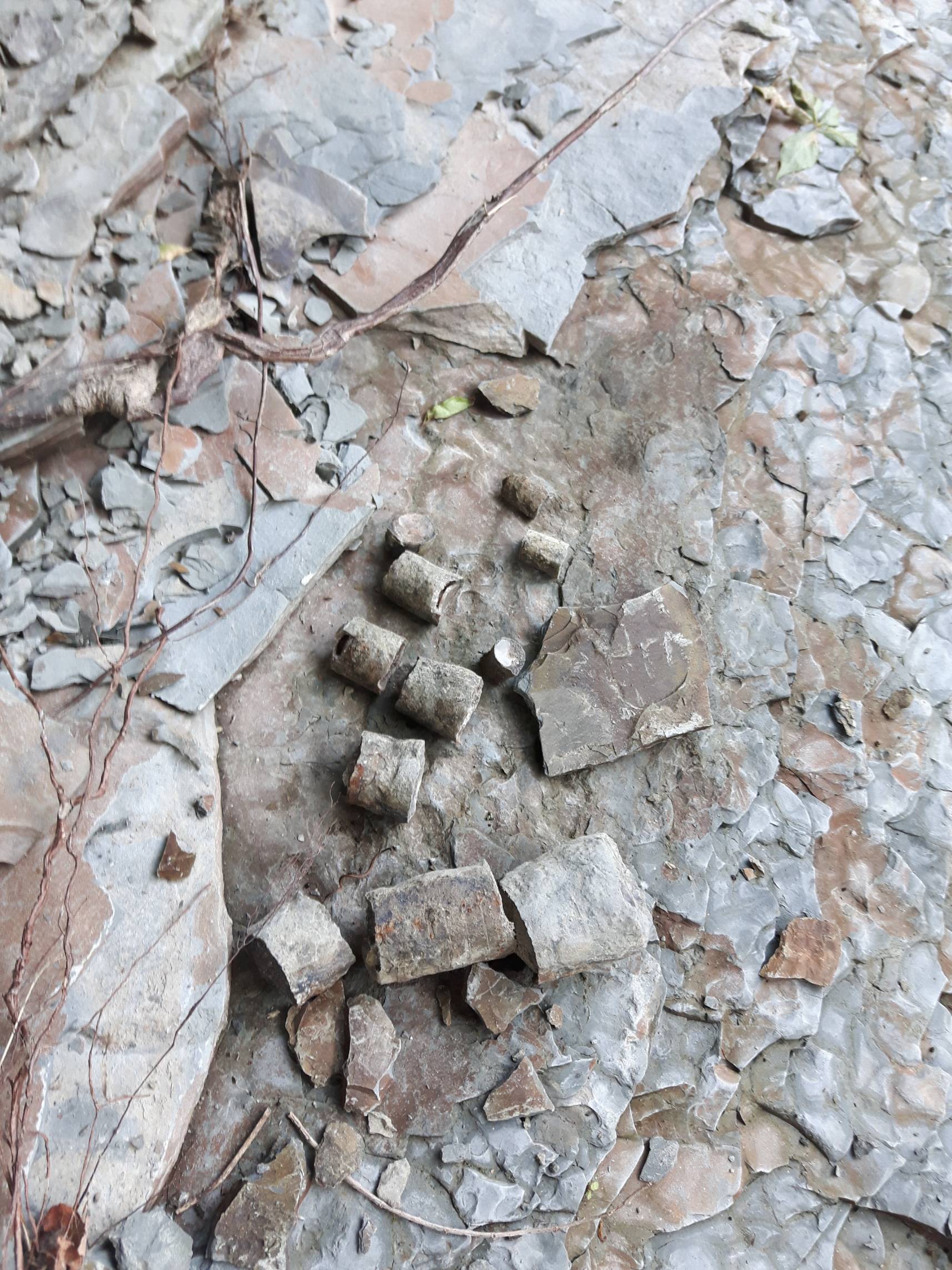 Trilobites galore and monster nautiloids!! - Fossil Hunting Trips - The ...