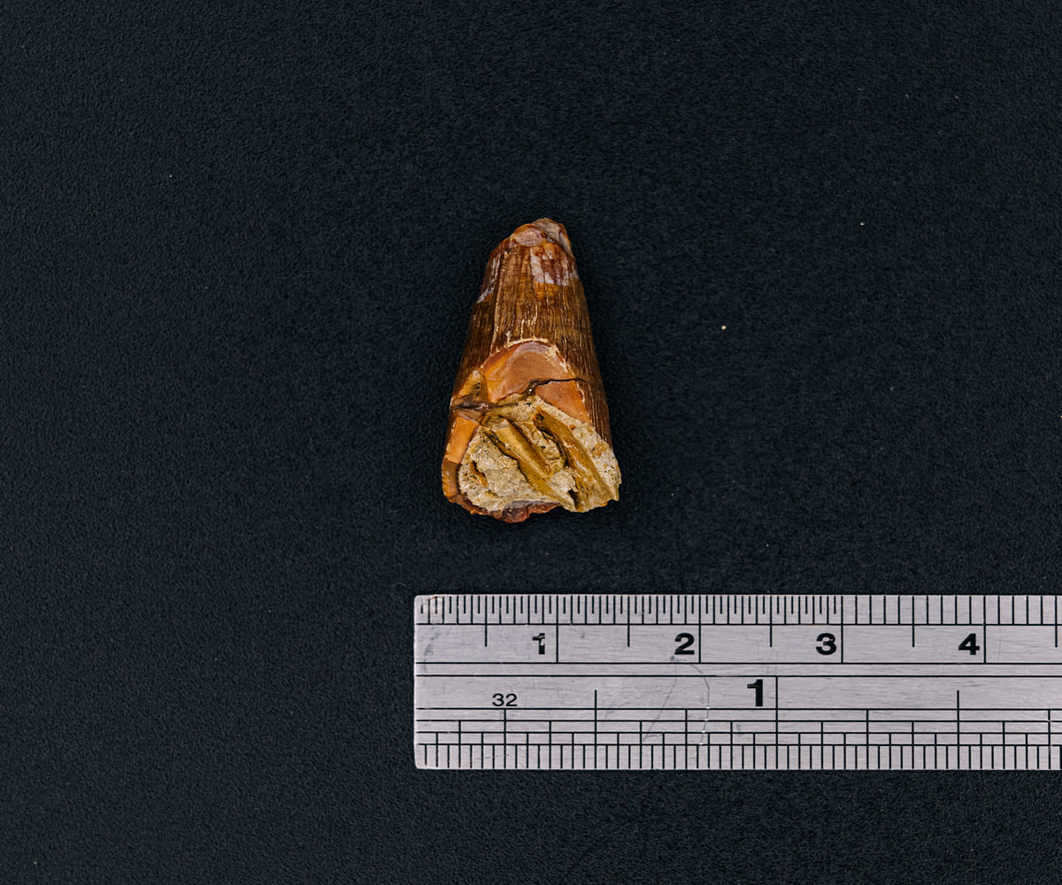 Crocodile tooth? - Fossil ID - The Fossil Forum