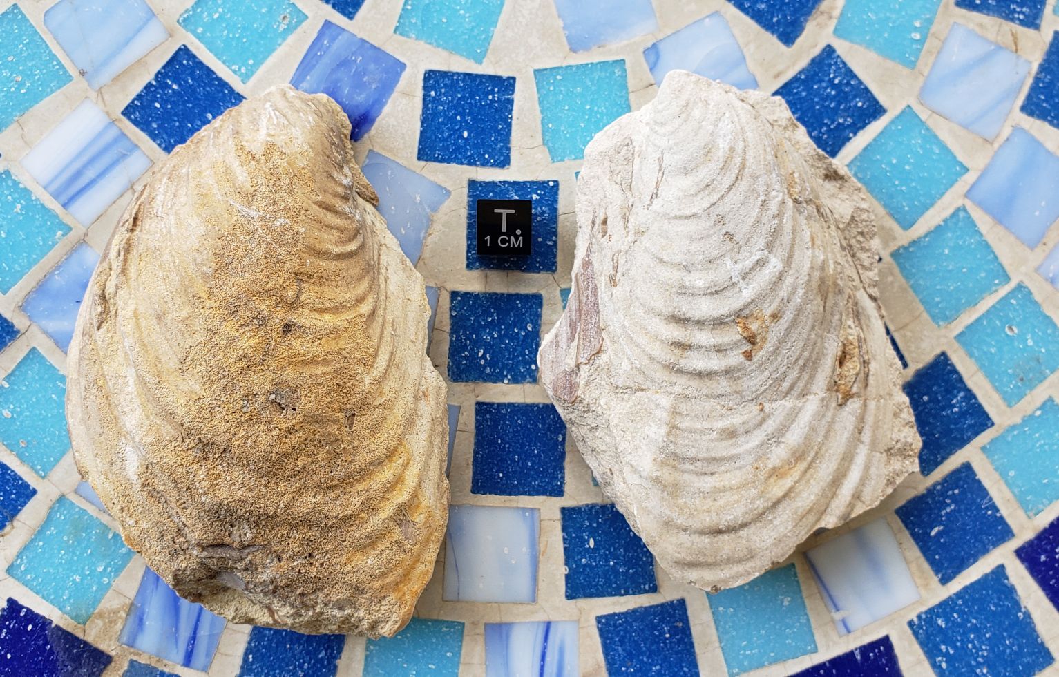 Trip to the Dakota Formation and Greenhorn Formation - Fossil Hunting ...